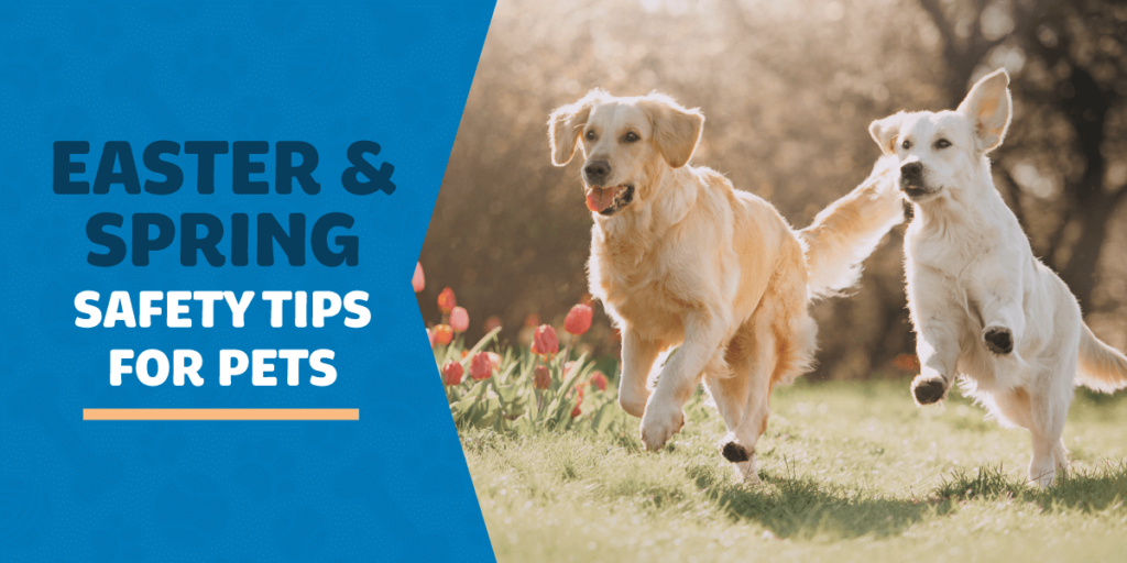 Easter & Spring Safety Tips for Pets - Lakewood Veterinary Center
