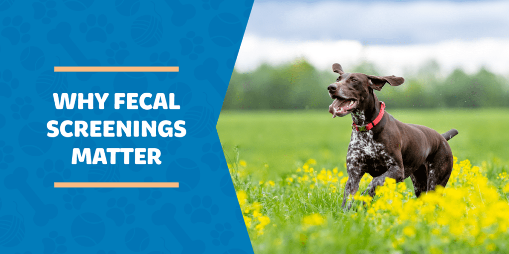 Why Fecal Screenings Matter - Lakewood Veterinary Center